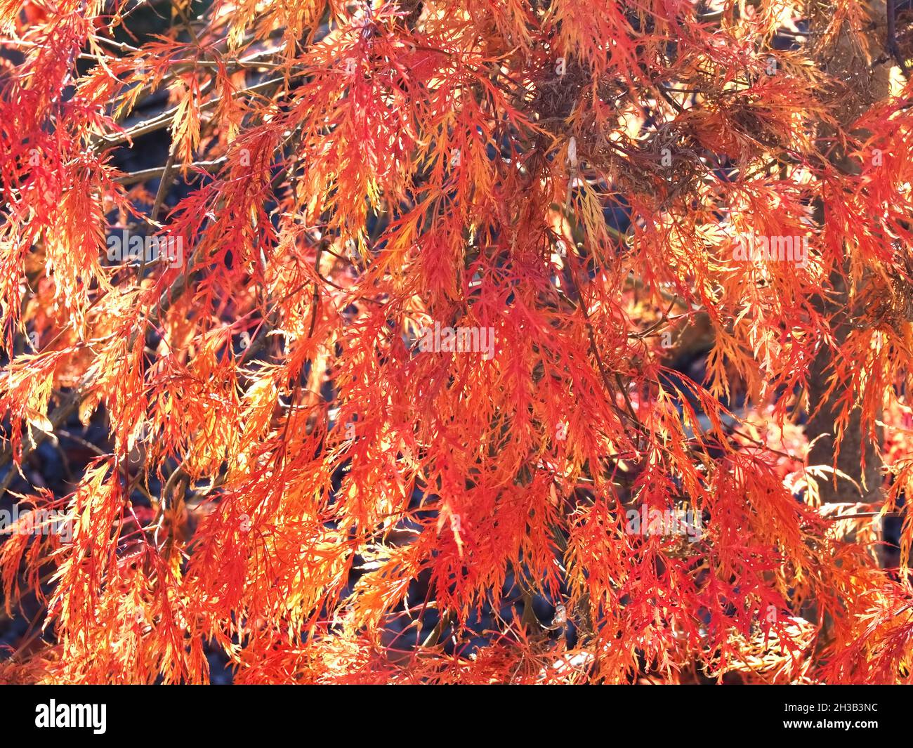 Red leafs of a japanese maple tree Stock Photo - Alamy