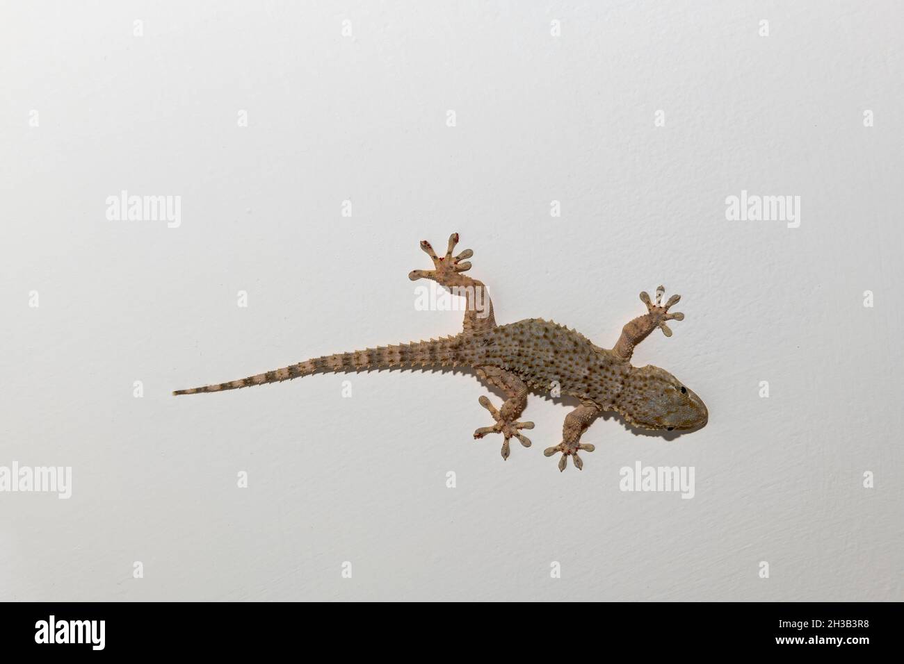 Gecko and insect hi-res stock photography and images - Alamy
