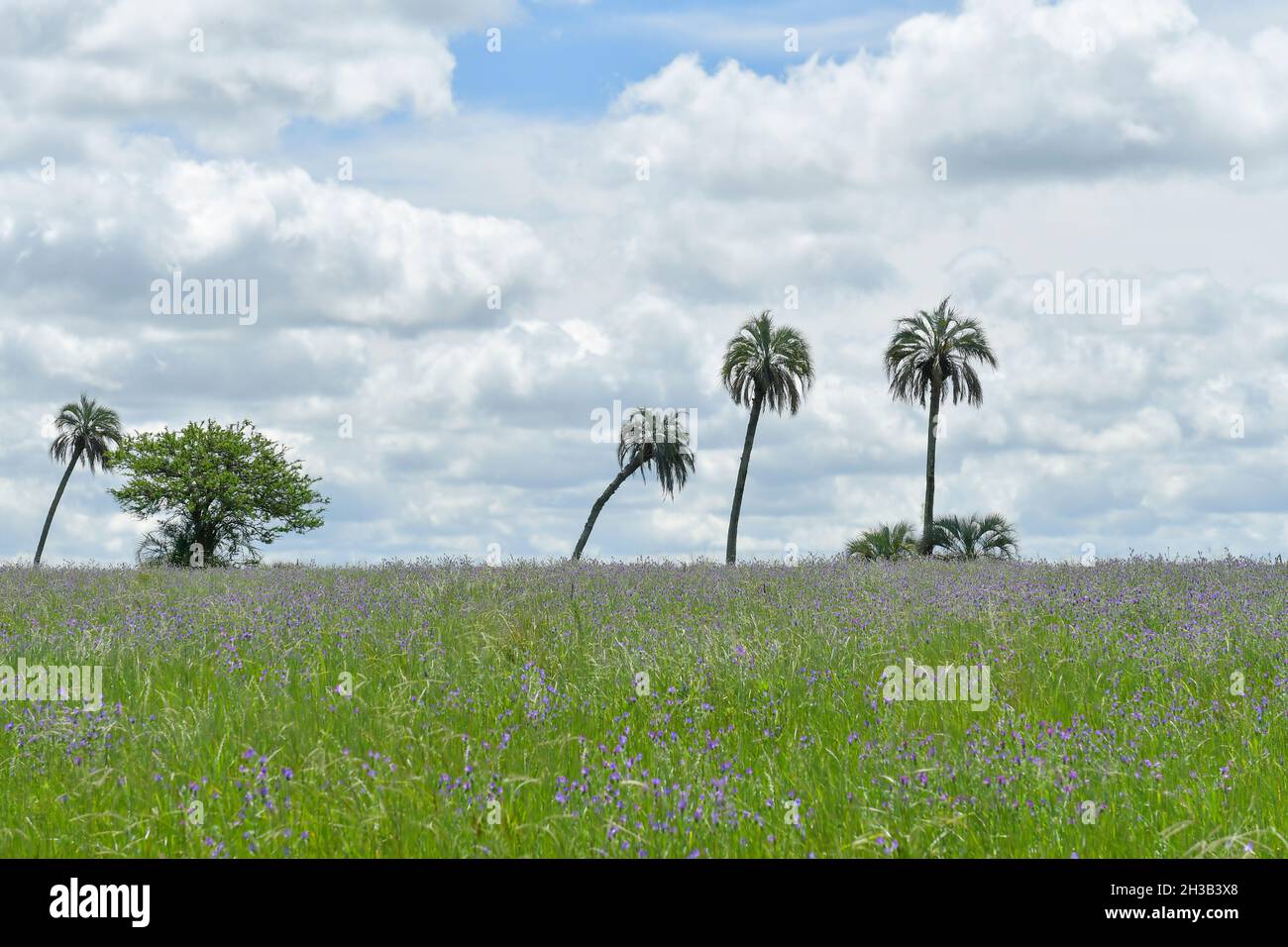 Beautiful prairies hi-res stock photography and images - Alamy