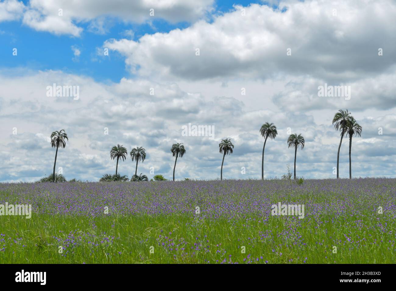Beautiful prairies hi-res stock photography and images - Alamy