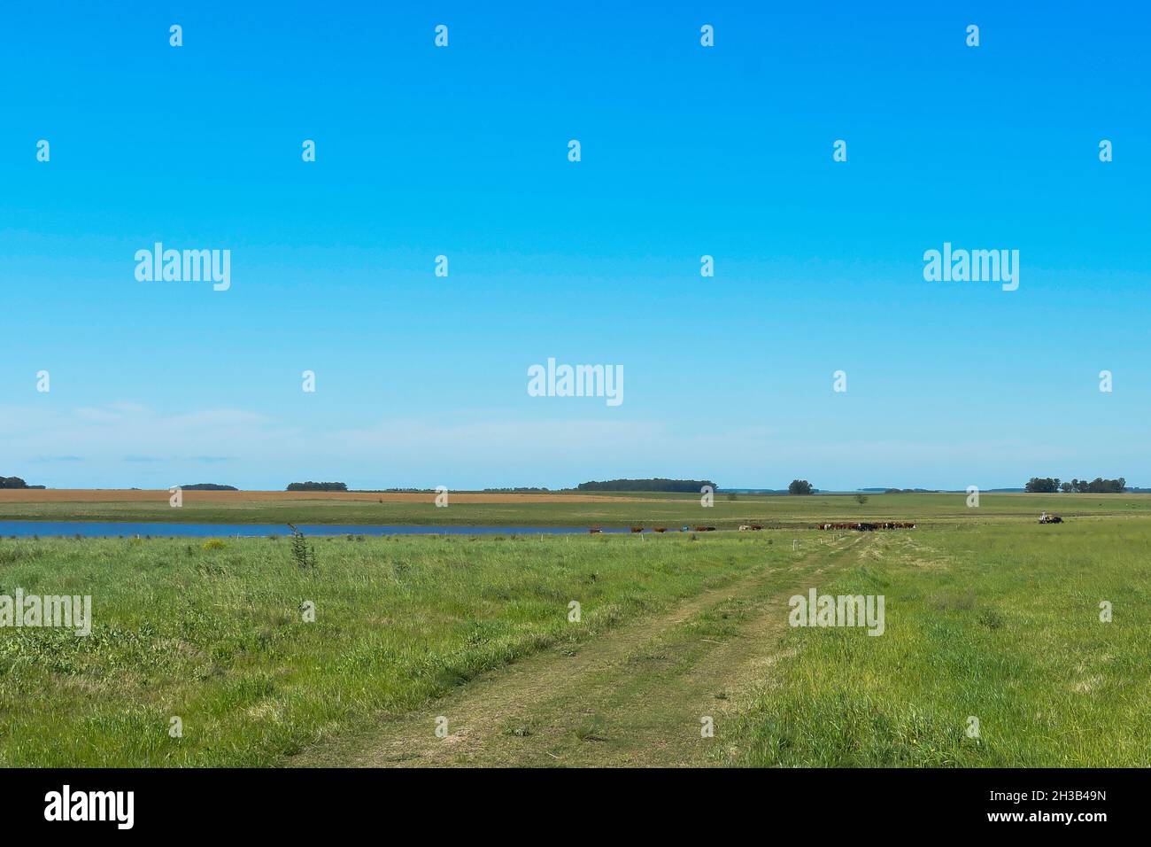 Uruguayan forest hi-res stock photography and images - Alamy