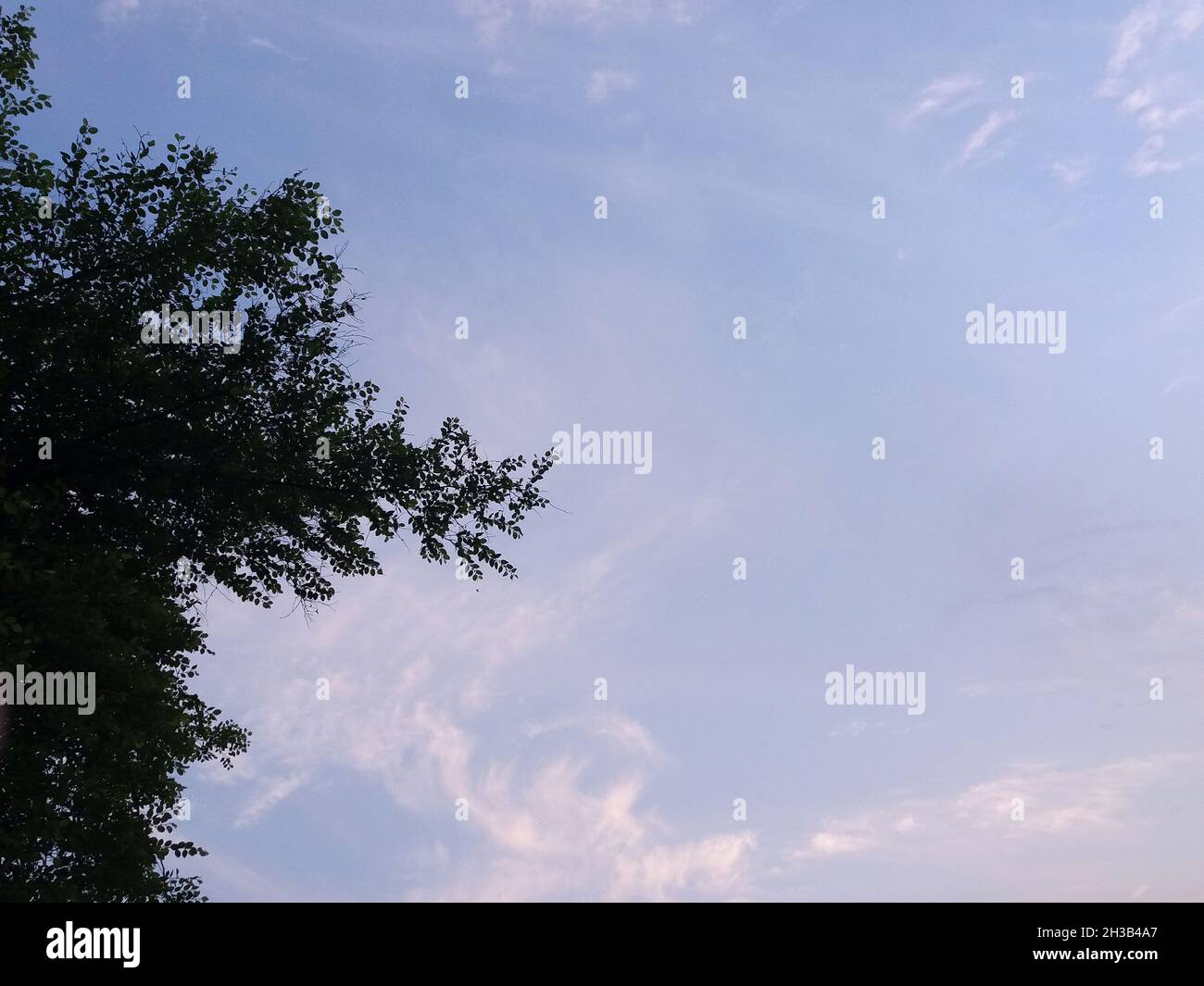 Leaves cloudy hi-res stock photography and images - Alamy