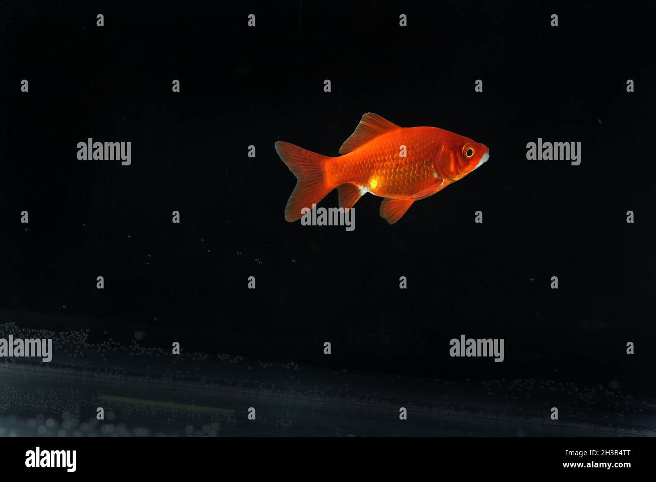 Closeup shot beautiful goldfish hi-res stock photography and images - Alamy