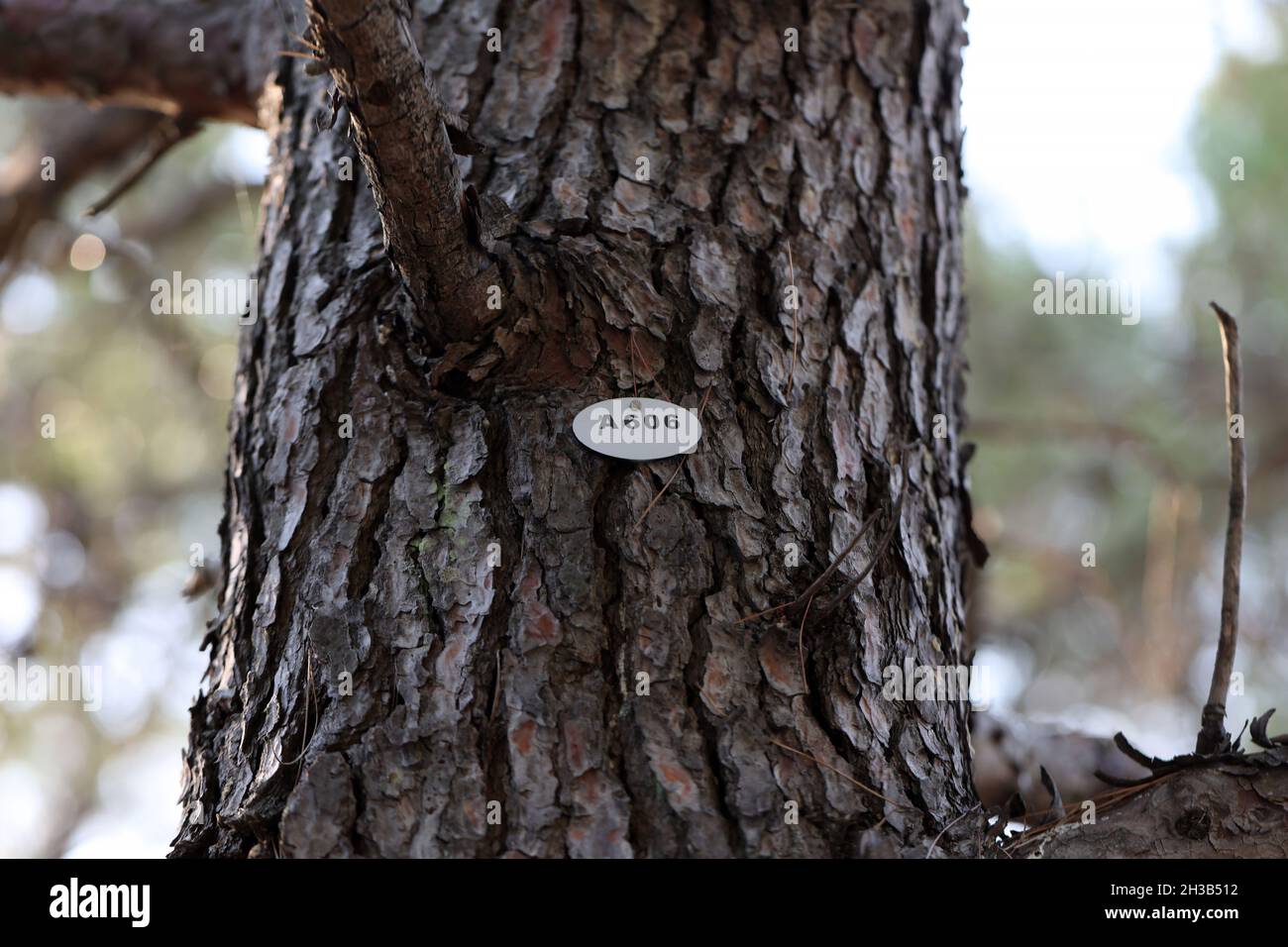 Numbered tree hi-res stock photography and images - Alamy