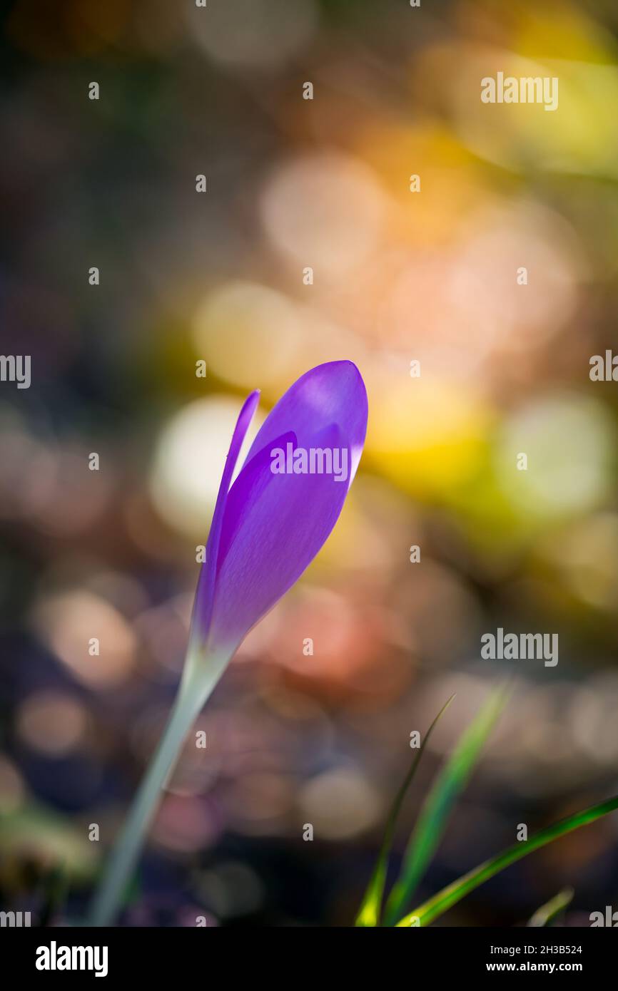 Blue crocus hi-res stock photography and images - Alamy
