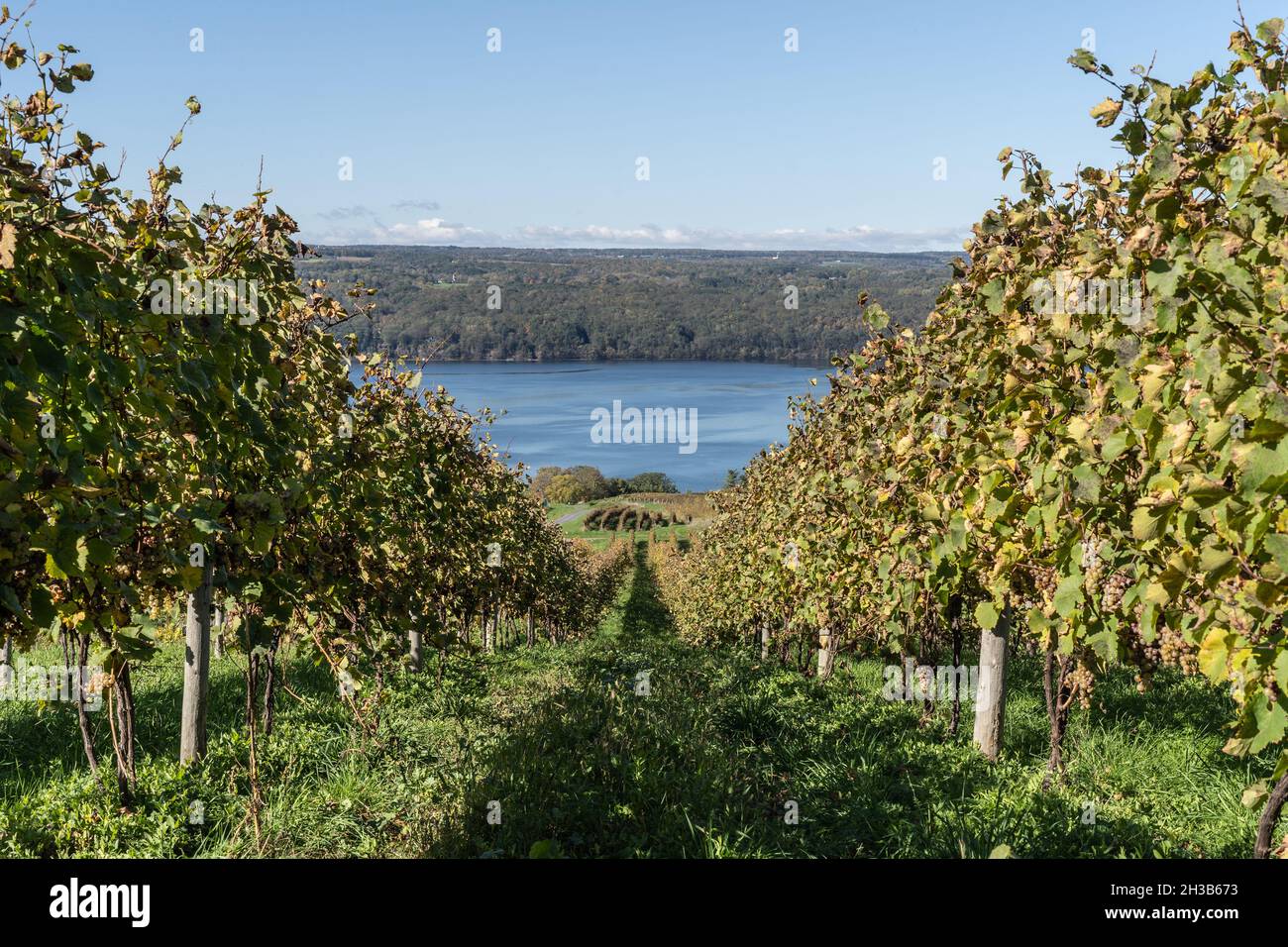 Autumn landscape of Seneca Lake and vineyard in the heart of the Finger ...