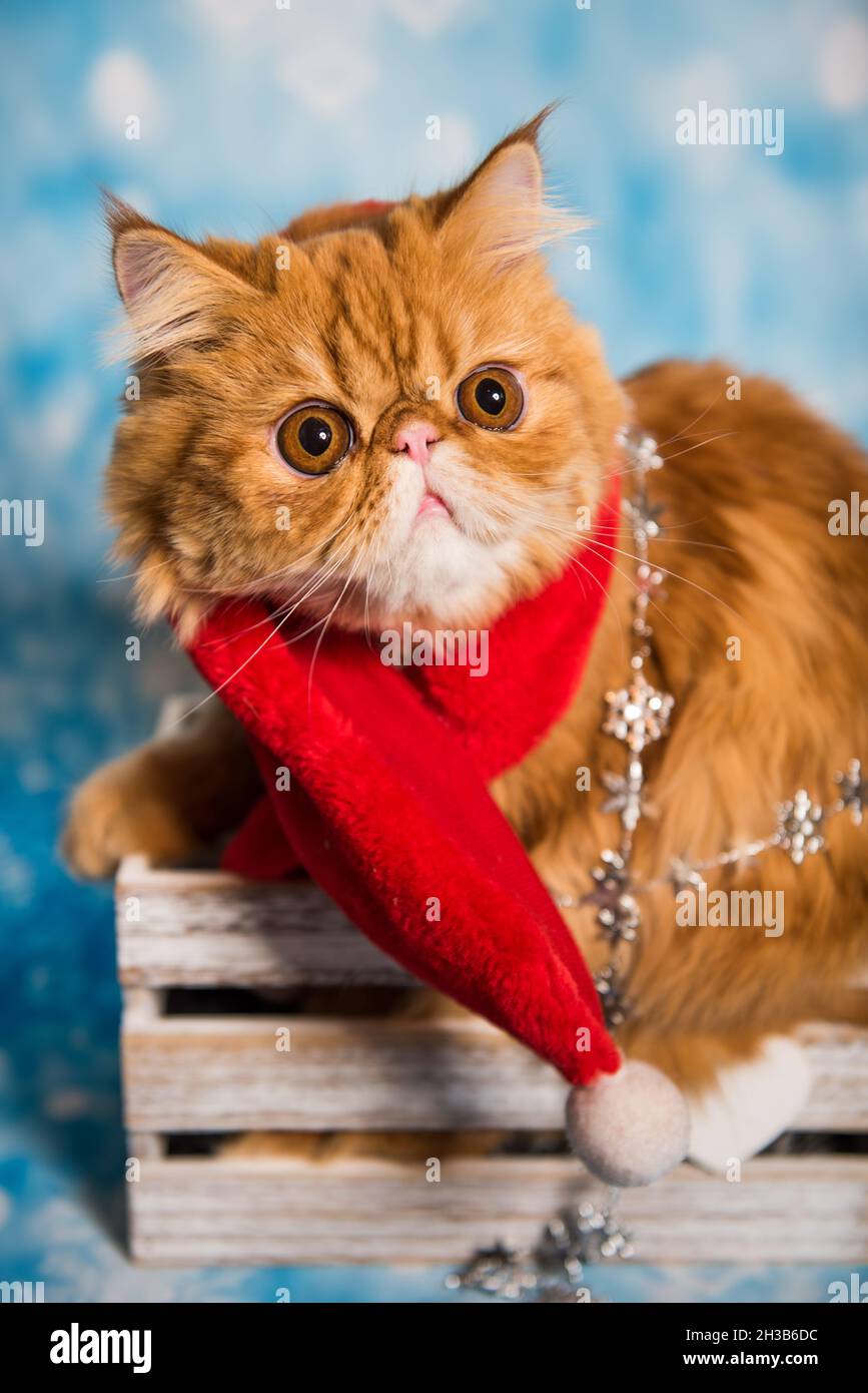 Red Persian cat in red Santa Claus scarf on Christmas Stock Photo - Alamy