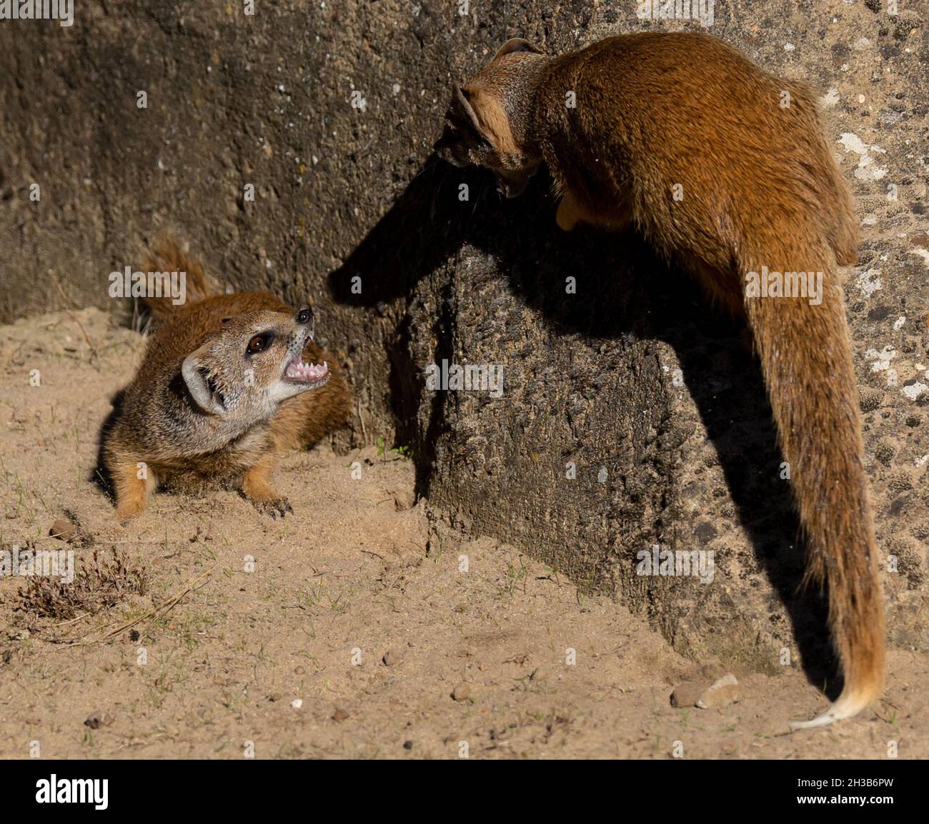 Mongooses habitat hi-res stock photography and images - Alamy