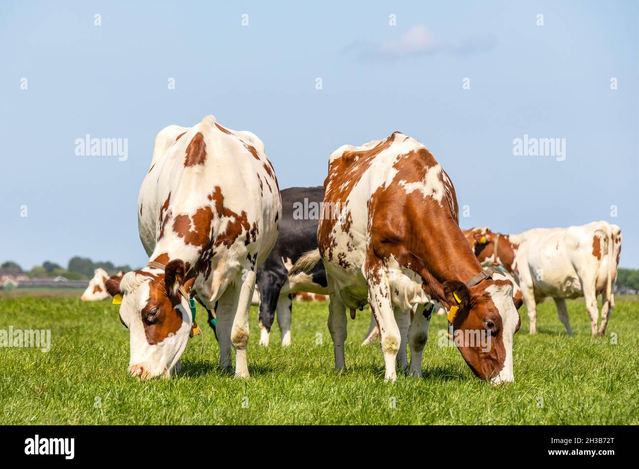 Two cows grazing red and white, their heads side by side in the grass ...