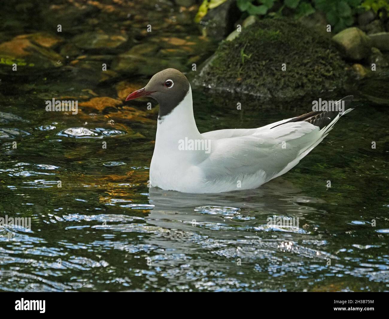 graceful Black-headed Gull (Chroicocephalus ridibundus) with white eye ...
