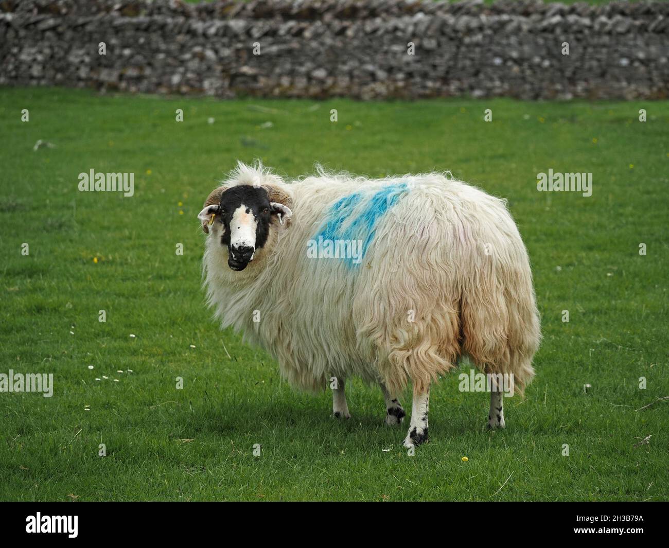 fluffy white Rough Fell sheep with white muzzle on black face & thick ...