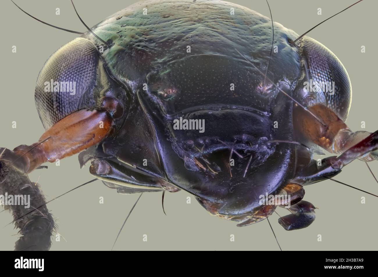 Ground beetle head, 10x magnification. Sony Alpha 6400 camera, Nikon ...