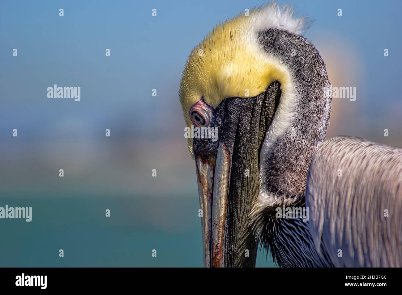 A Brown Pelican bird, a large stocky seabird with a long neck and giant ...