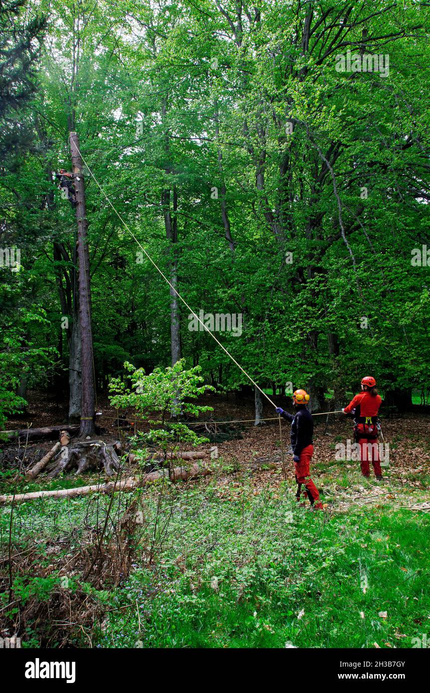 Tree in the woods being safely cut Stock Photo - Alamy