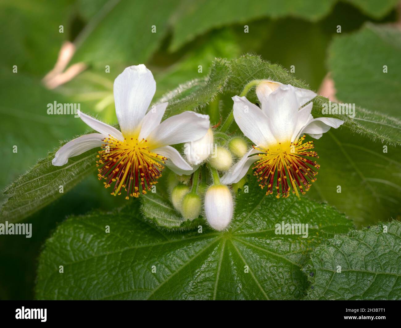African lime tree hi-res stock photography and images - Alamy