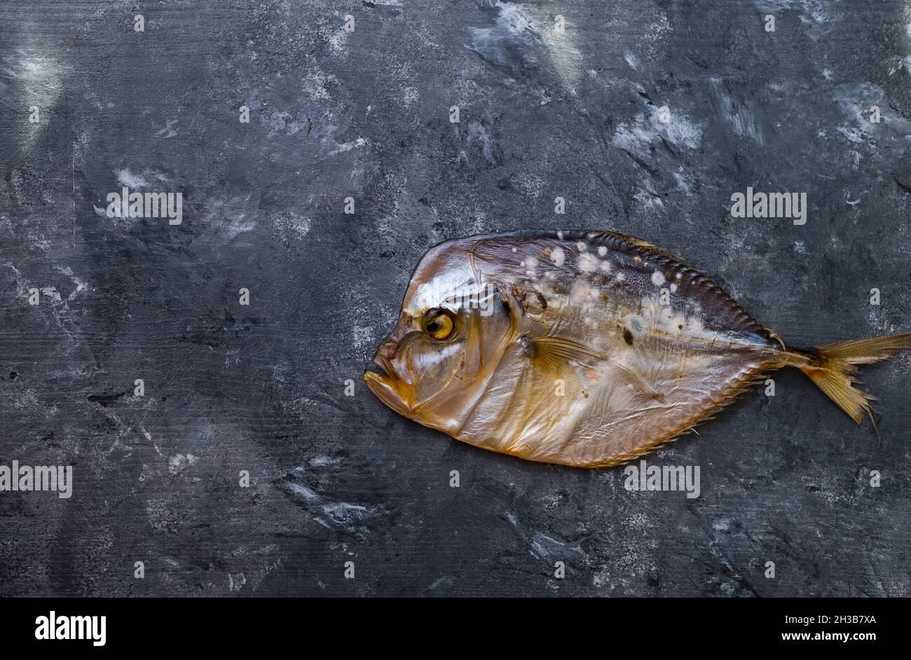 Food mold hi-res stock photography and images - Alamy