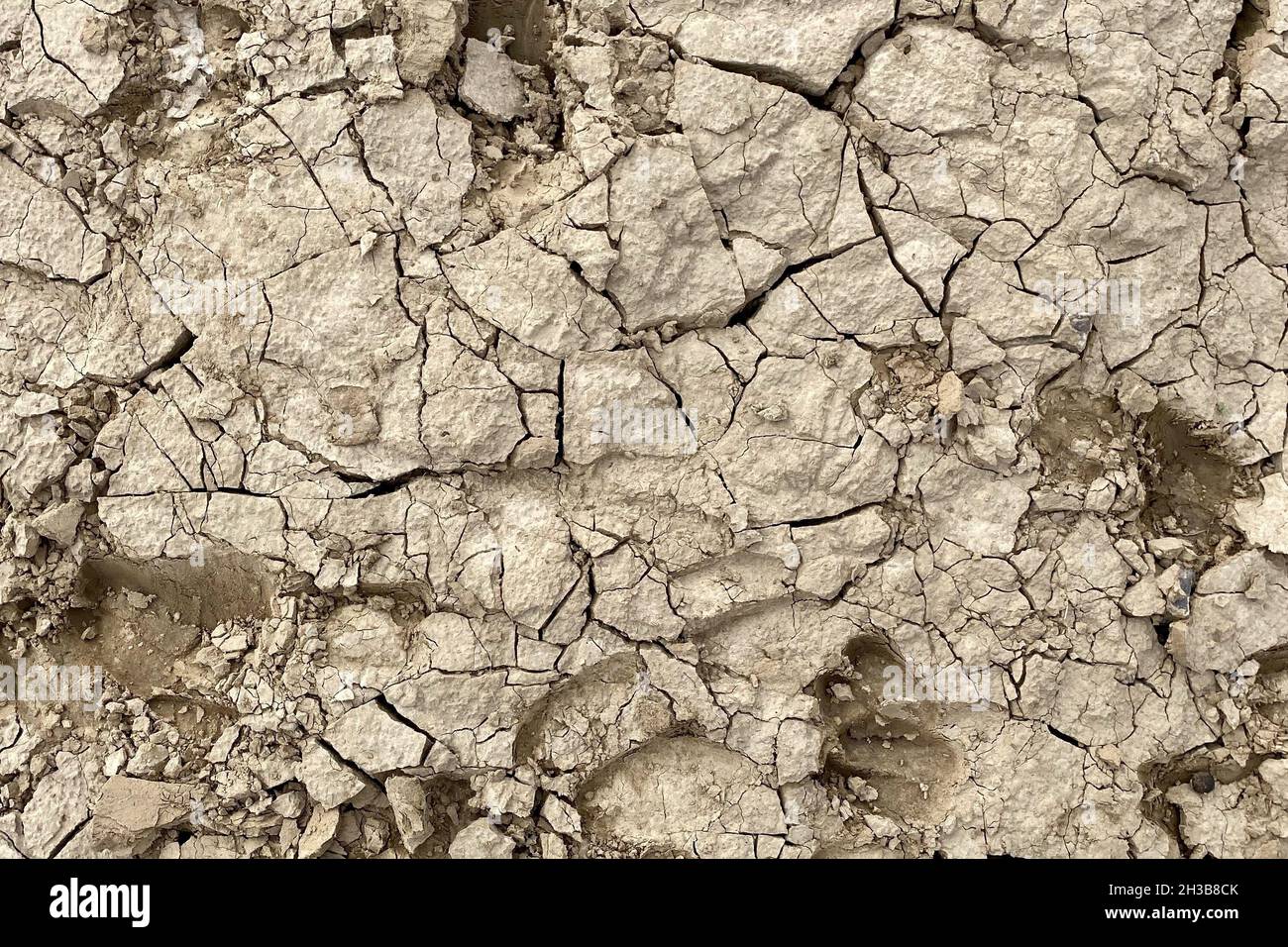 Arid land with cracks texture background Stock Photo - Alamy