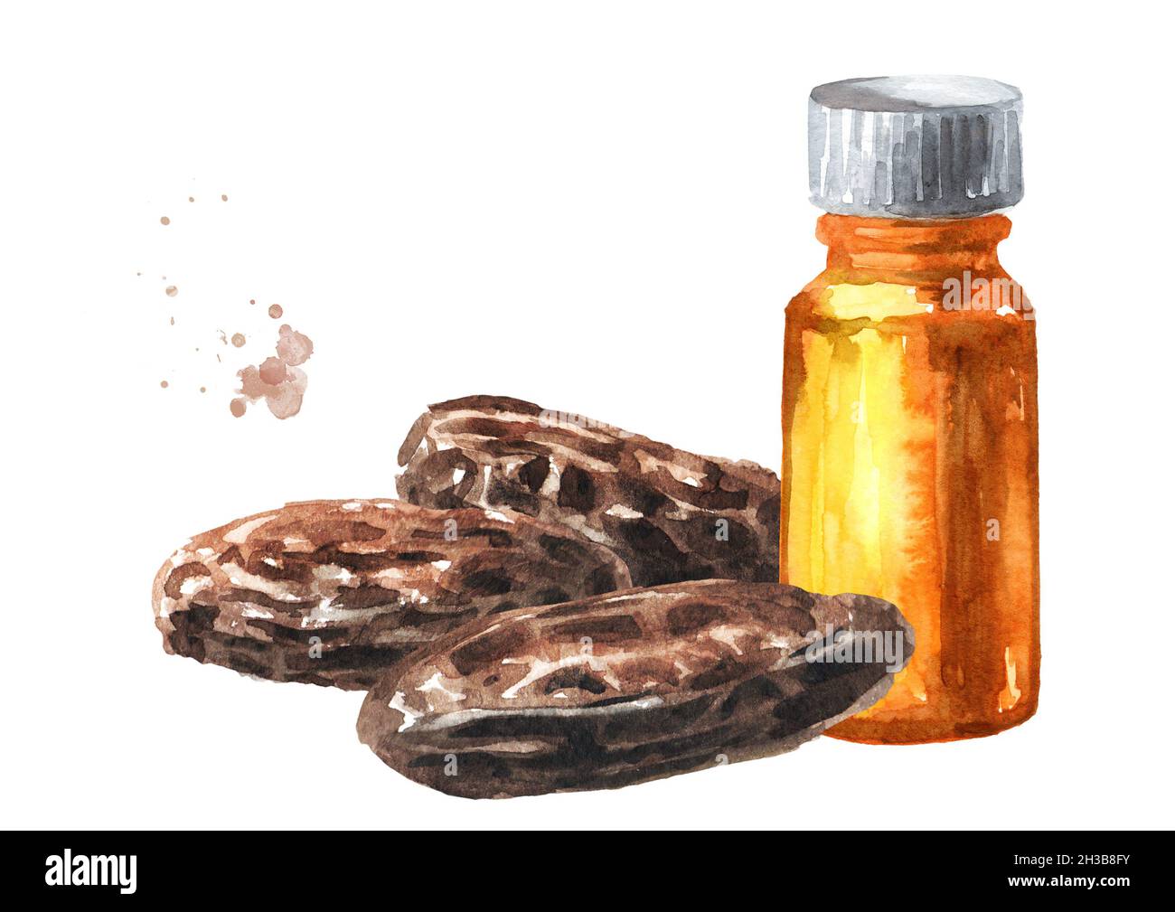 Fragrant aroma tonka bean oil, Watercolor hand drawn illustration ...