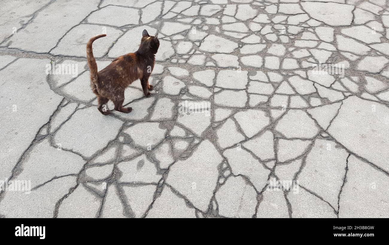Black cat walking along the old road in wet cracks Stock Photo - Alamy