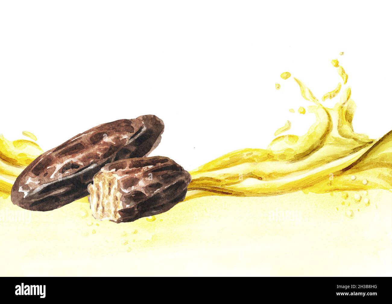 Fragrant aroma tonka beans and oil wave. Watercolor hand drawn ...