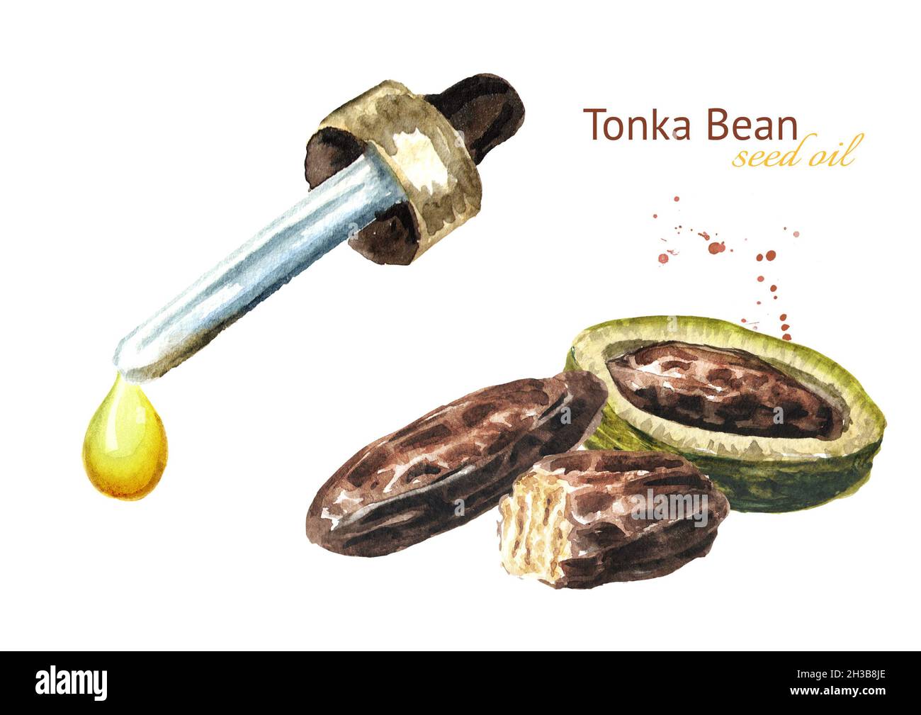 Fragrant aroma tonka beans oil drop. Watercolor hand drawn illustration ...