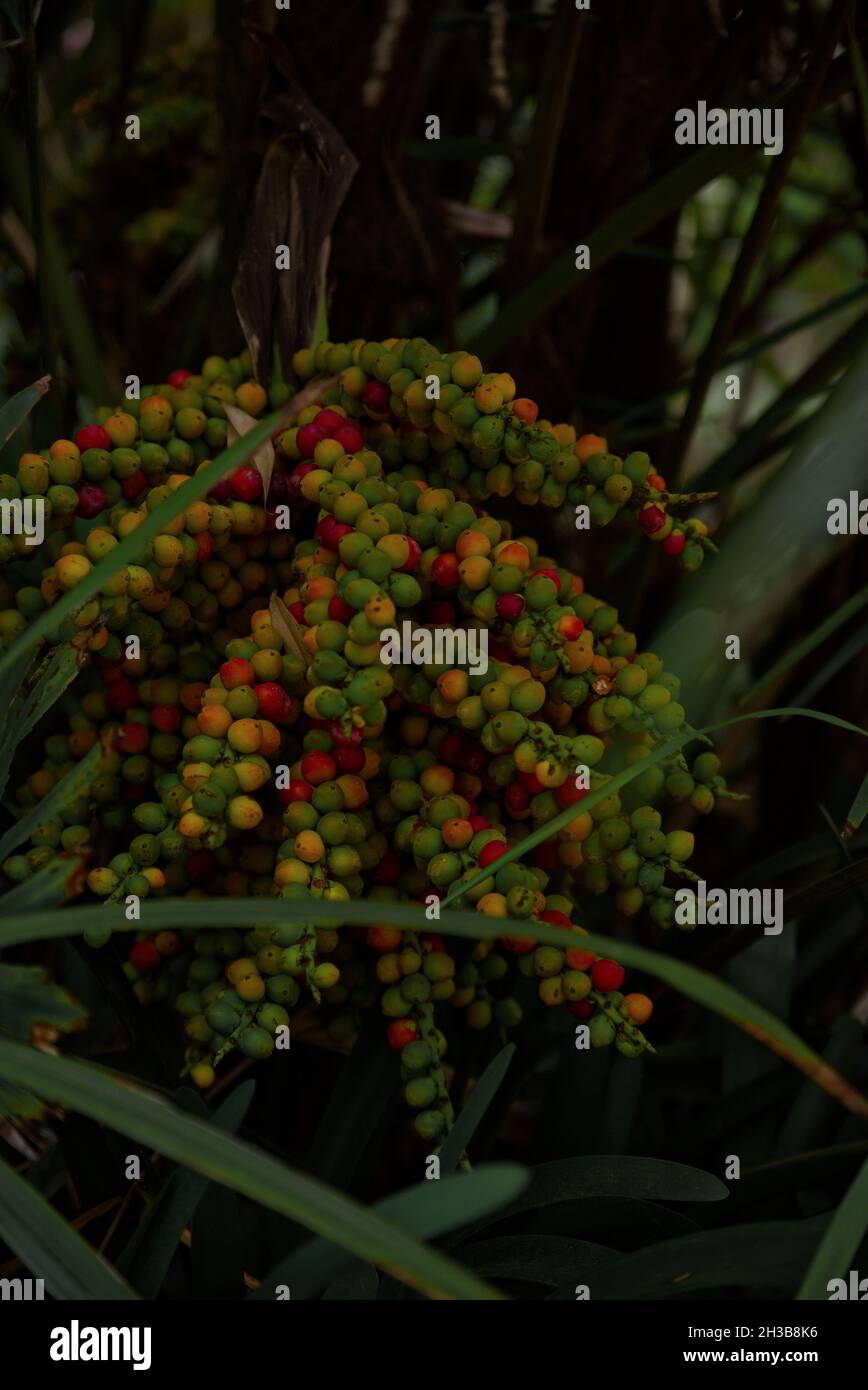Exotic and different plants in a garden Stock Photo - Alamy