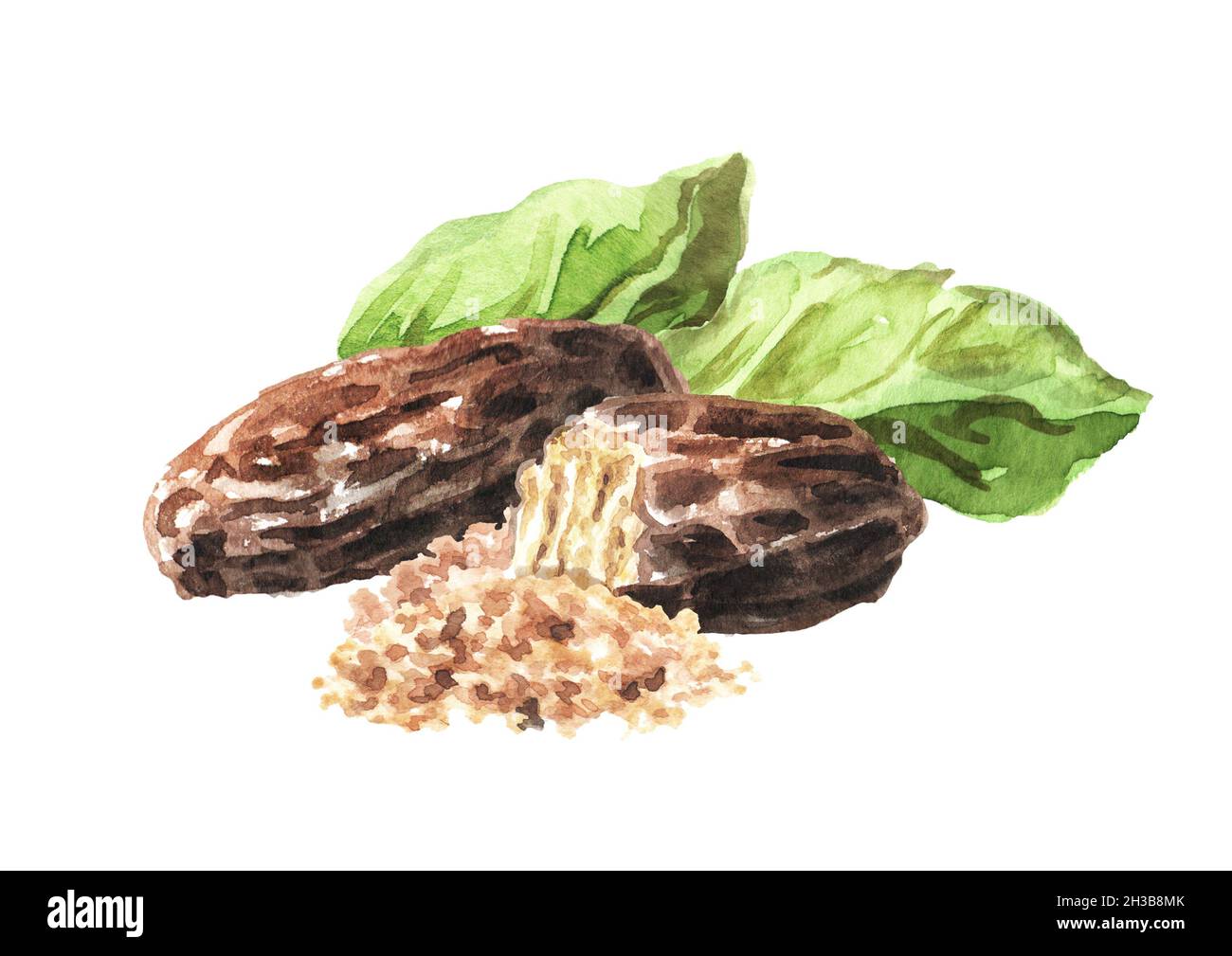 Fragrant aroma tonka beans with leaves. Watercolor hand drawn ...