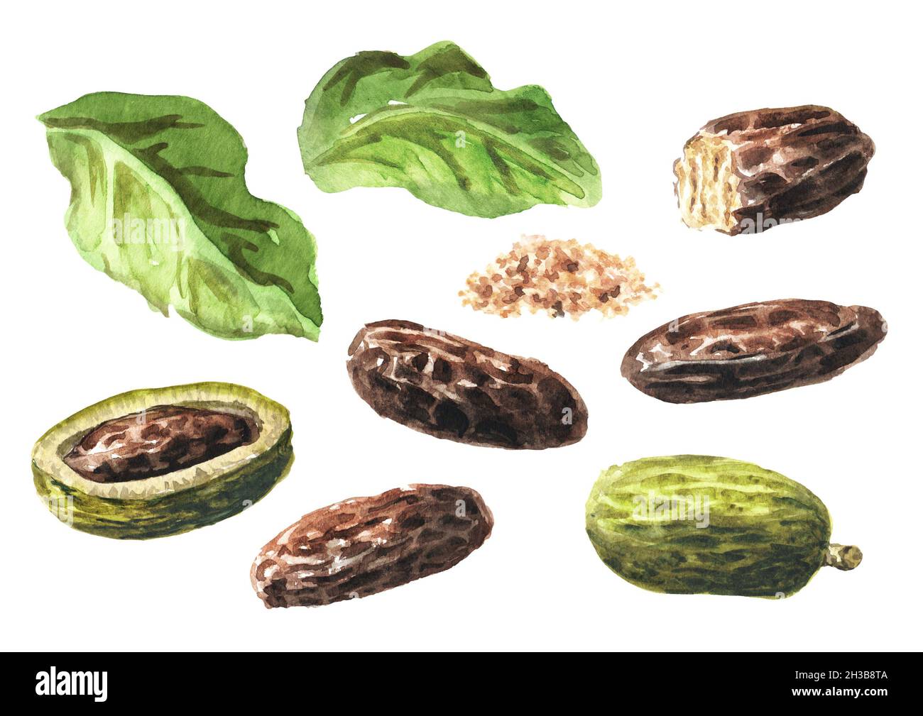 Fragrant aroma tonka beans, Fruits, leaves and seed set. Watercolor ...