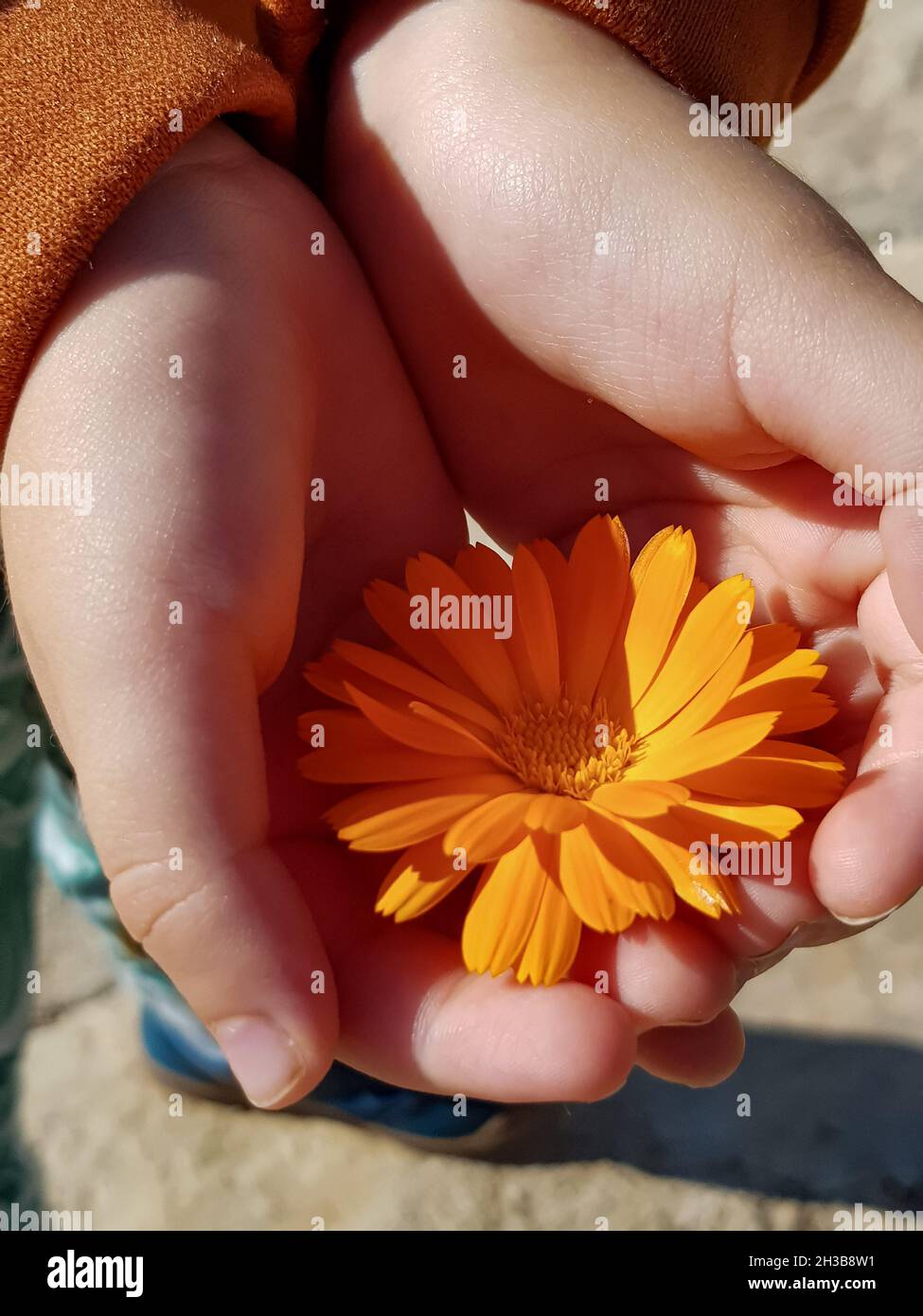 Flower in child hands Stock Photo - Alamy