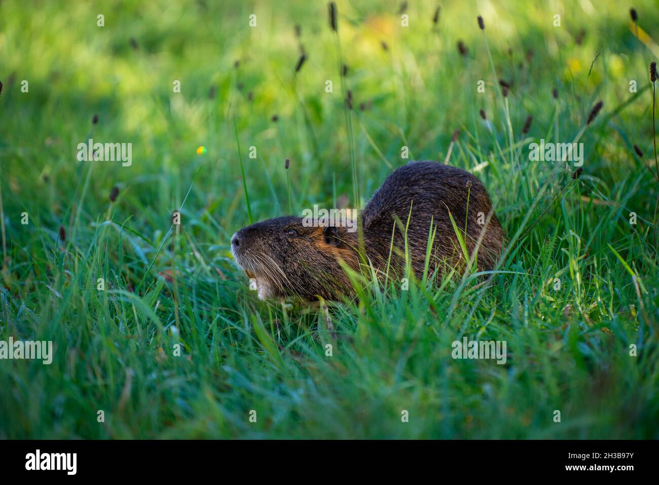Bieber animal hi-res stock photography and images - Alamy
