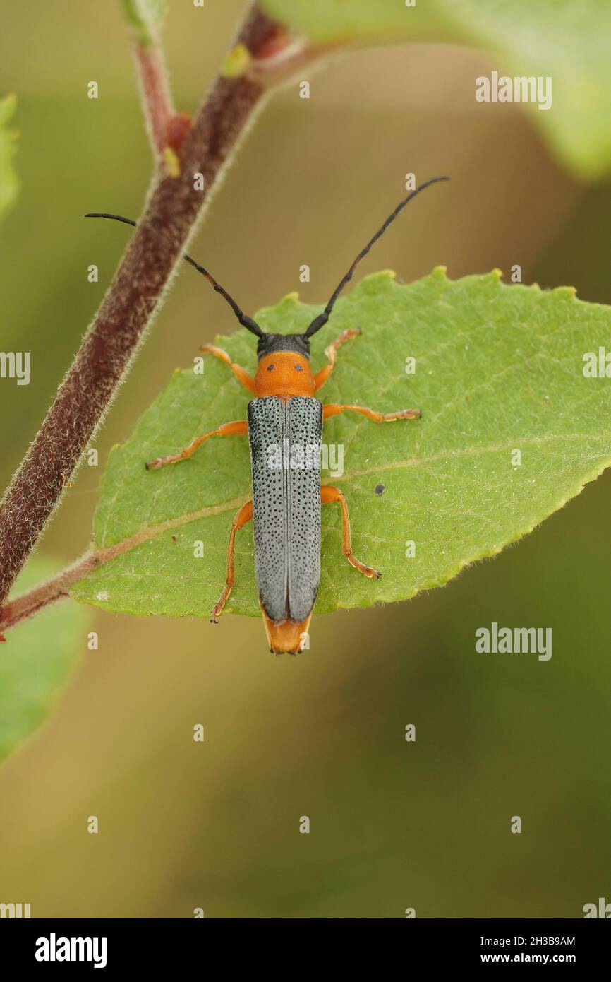 Vertical and dorsal closeup on the colrful eyed longhorn beetle, Oberea ...