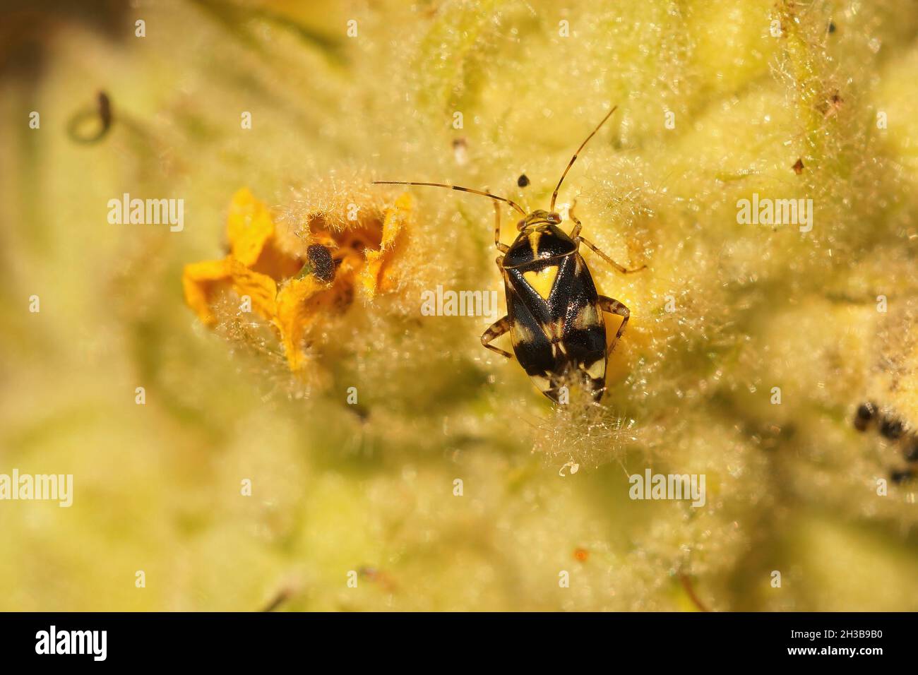 Closeup on a the small common nettle bug , Liocoris tripustulatus Stock ...