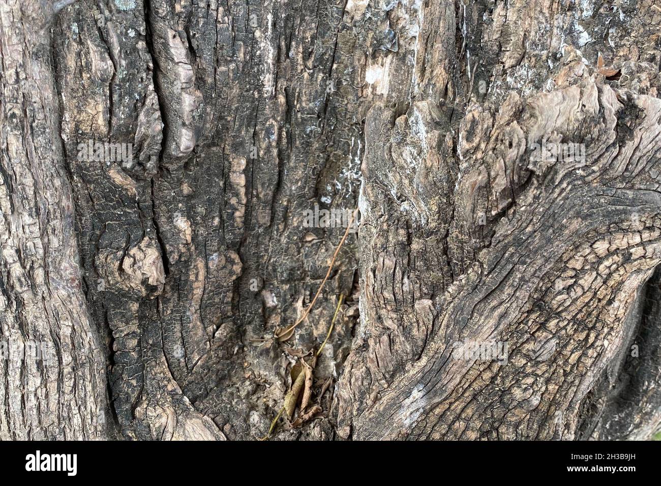 Old trunk bark jujube tree hi-res stock photography and images - Alamy