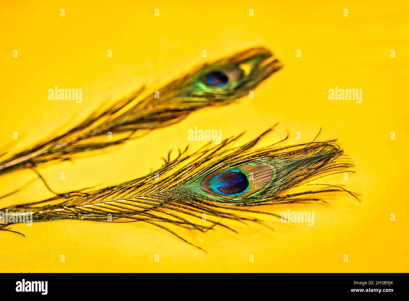 Yellow Peacock Feathers