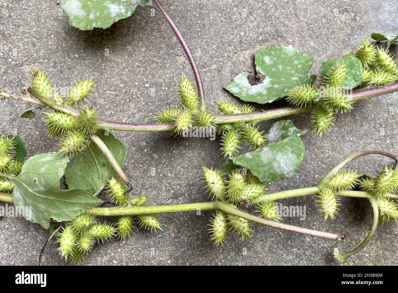 Sticky burr hi-res stock photography and images - Alamy