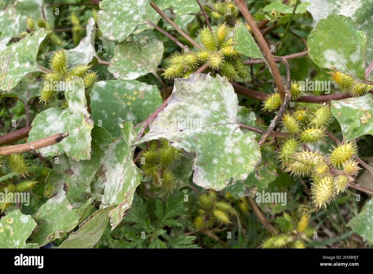 Common cocklebur hi-res stock photography and images - Alamy