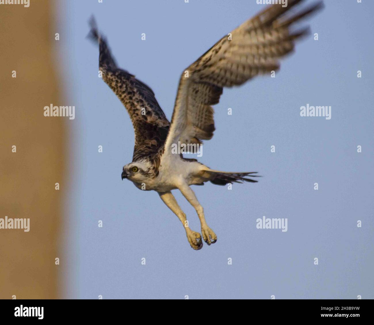 Horizontal photo of Osprey bird (Pandion haliaetus Stock Photo - Alamy