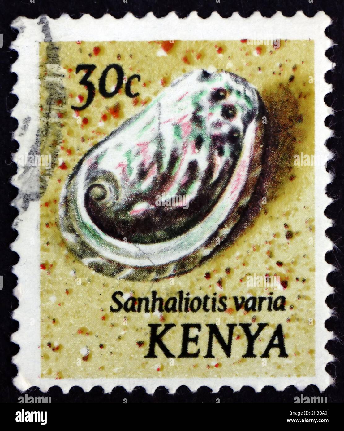 Variable abalone hi-res stock photography and images - Alamy