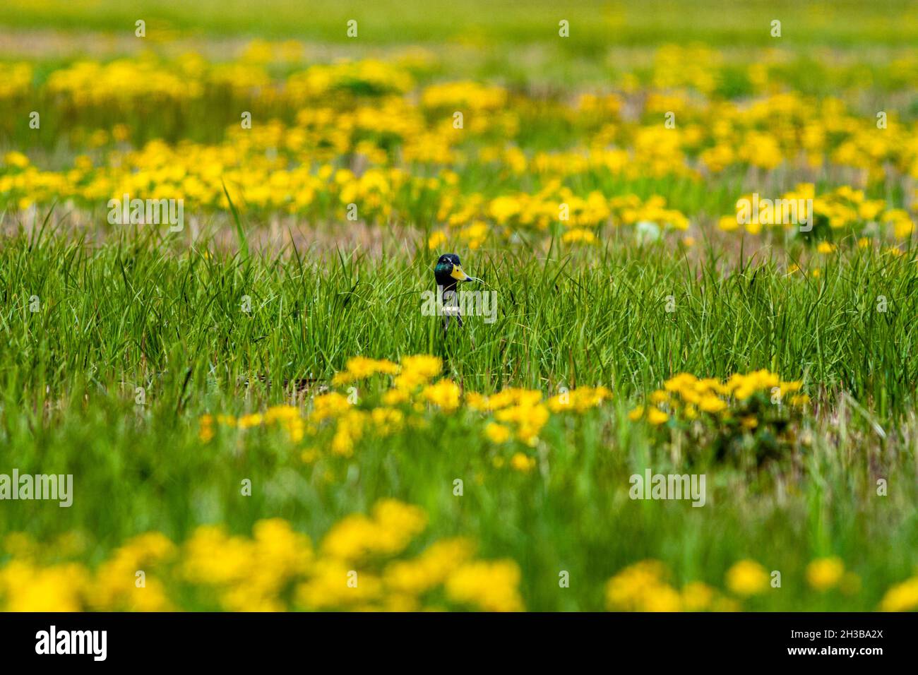 Mallar hi-res stock photography and images - Alamy