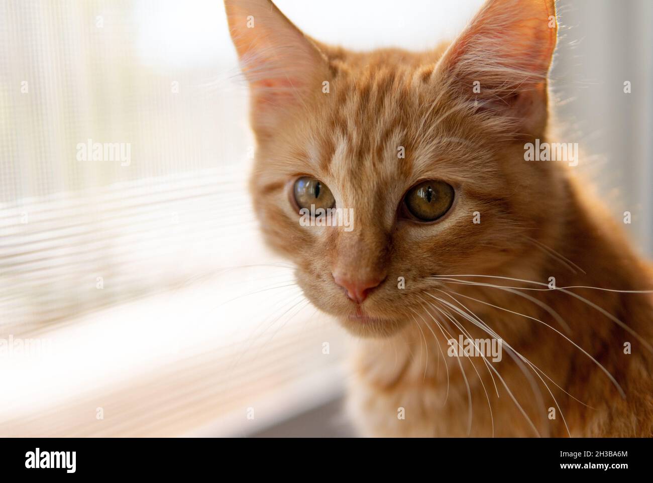 Looks fuzzy hi-res stock photography and images - Alamy