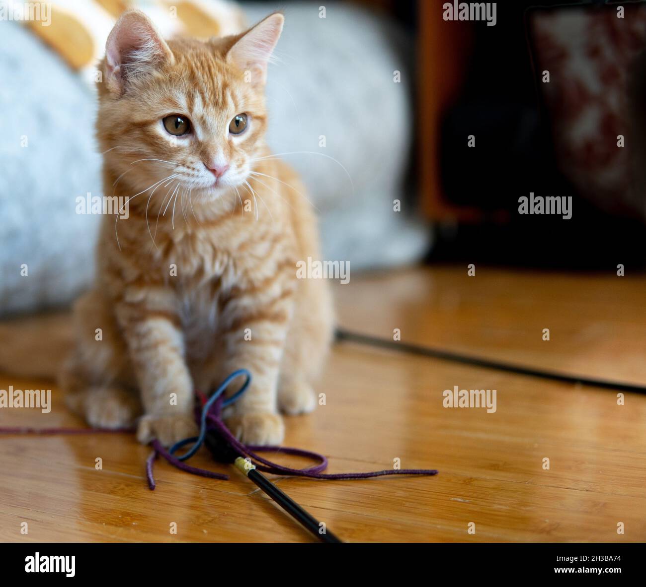 Buff tabby hi-res stock photography and images - Alamy