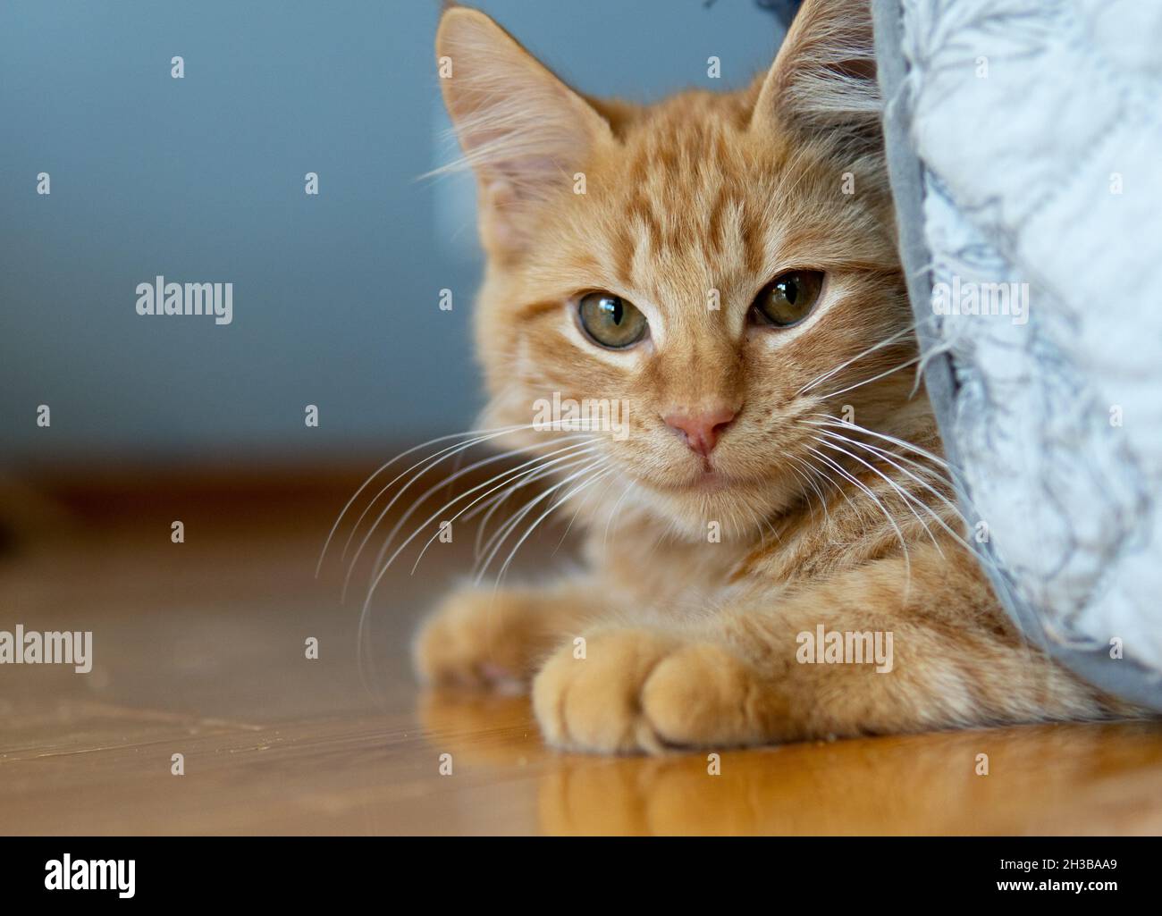 And orange (ginger) tabby kitten (4 months old) looks at the camera ...