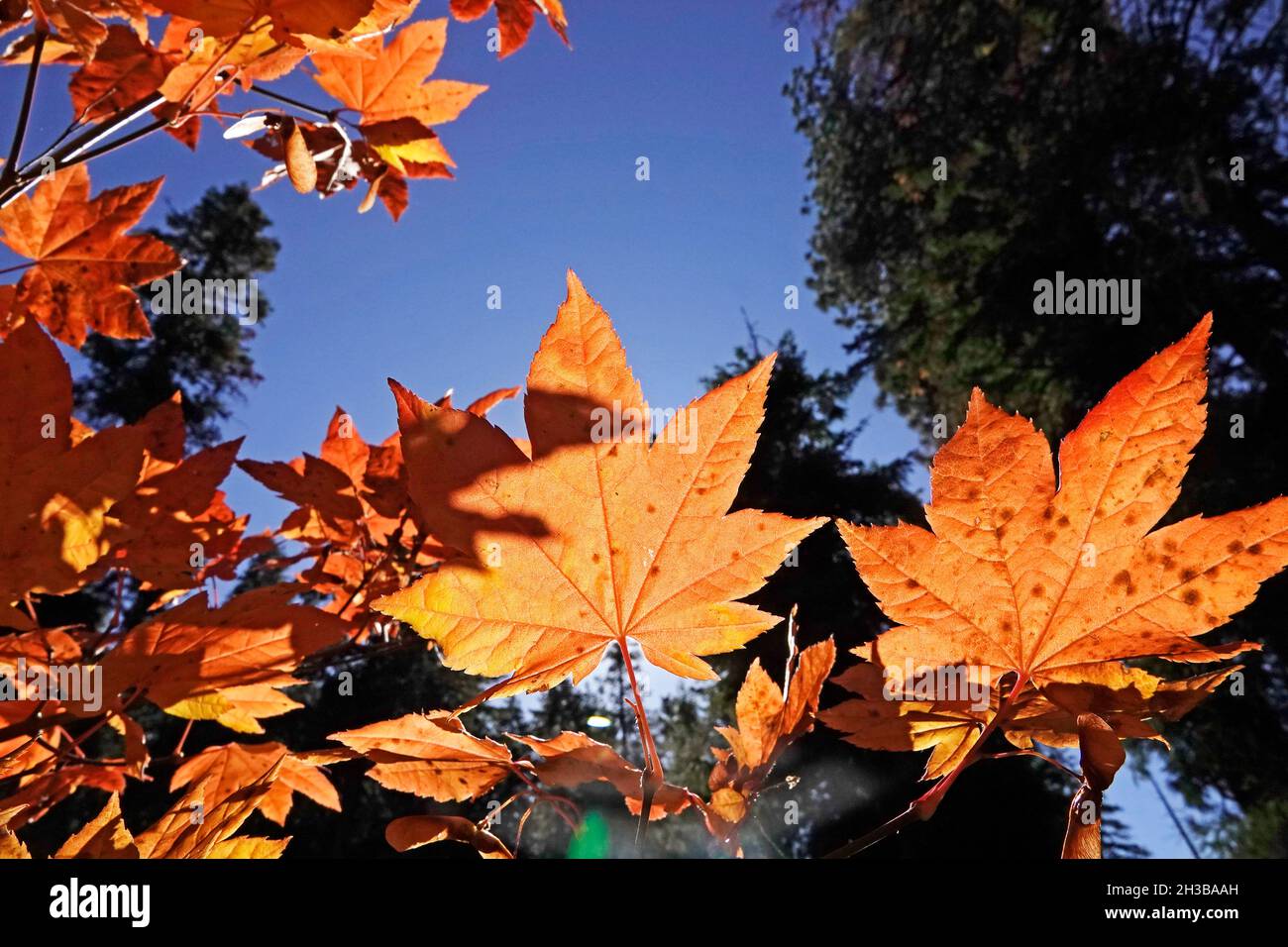 Vine maple leaves turning red and gold in October in the Cascade ...