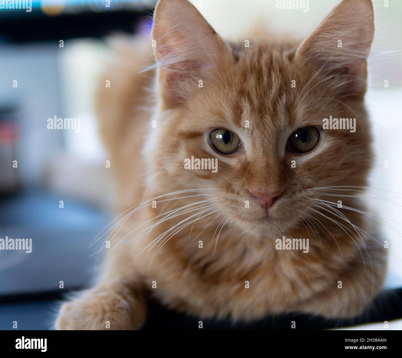 Looks fuzzy hi-res stock photography and images - Alamy