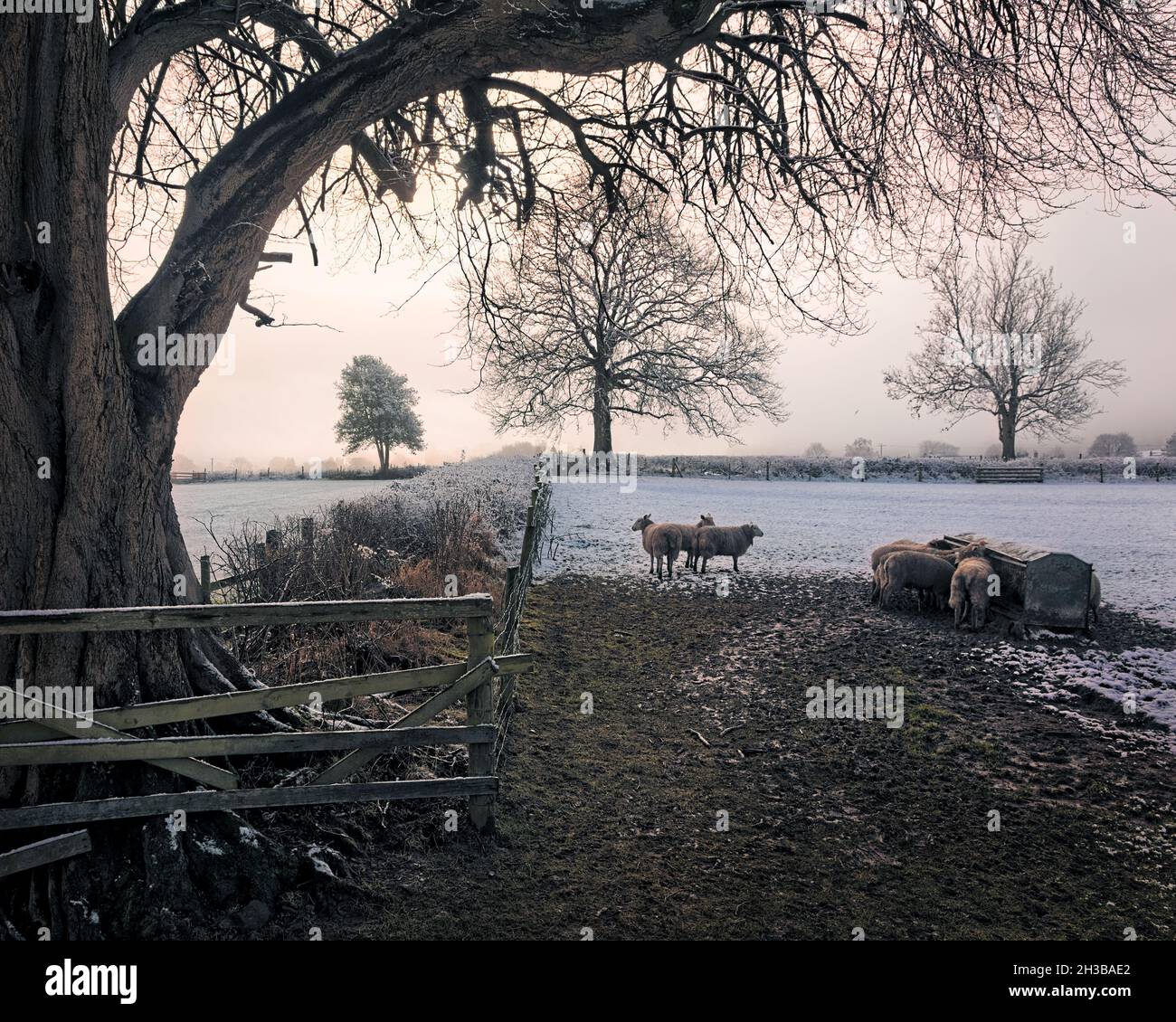 A Wintery Scene Of Sheep In The Frozen Meadow Stock Photo - Alamy