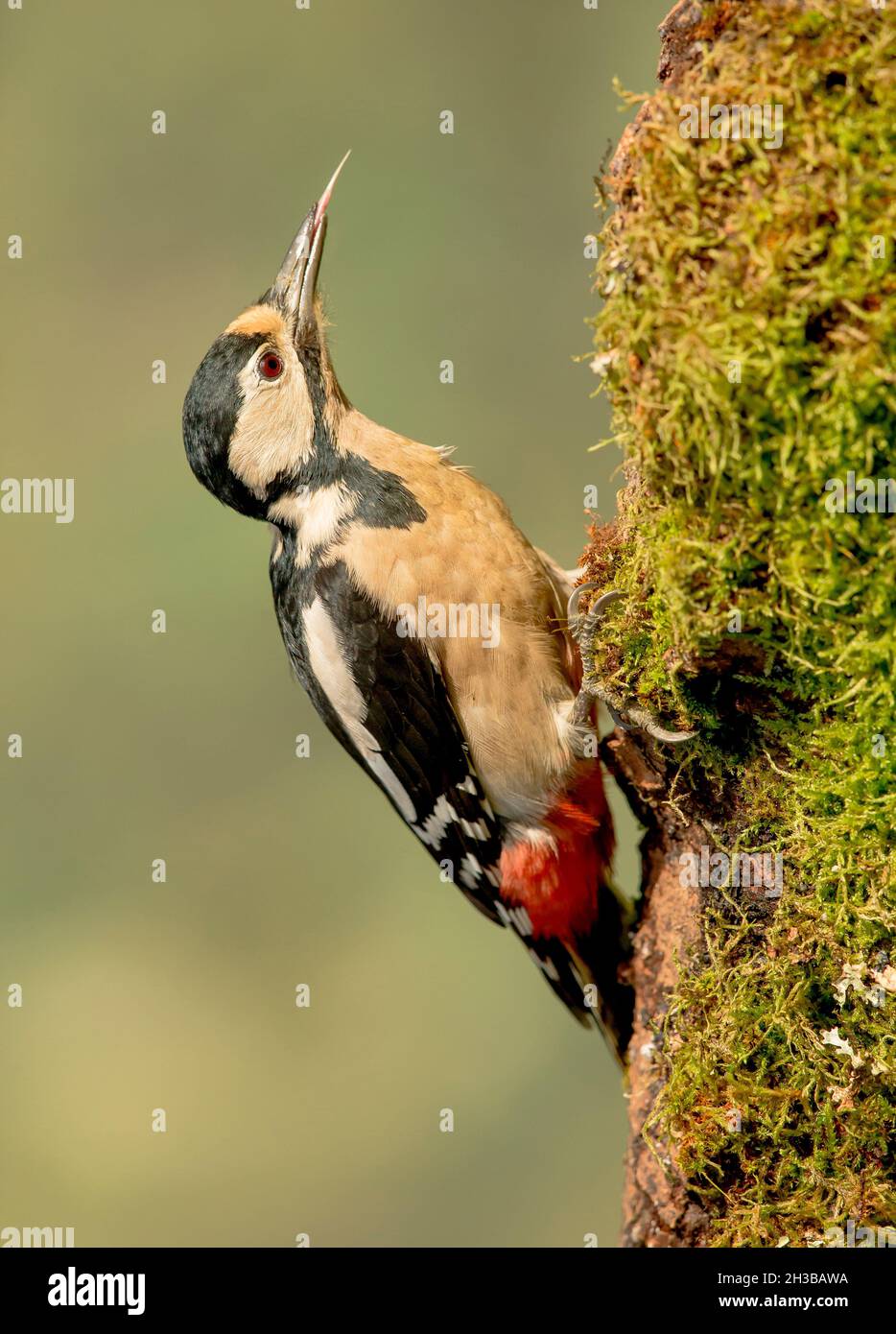 Great Spotted Woodpecker Scottish Borders, Hawick Stock Photo - Alamy