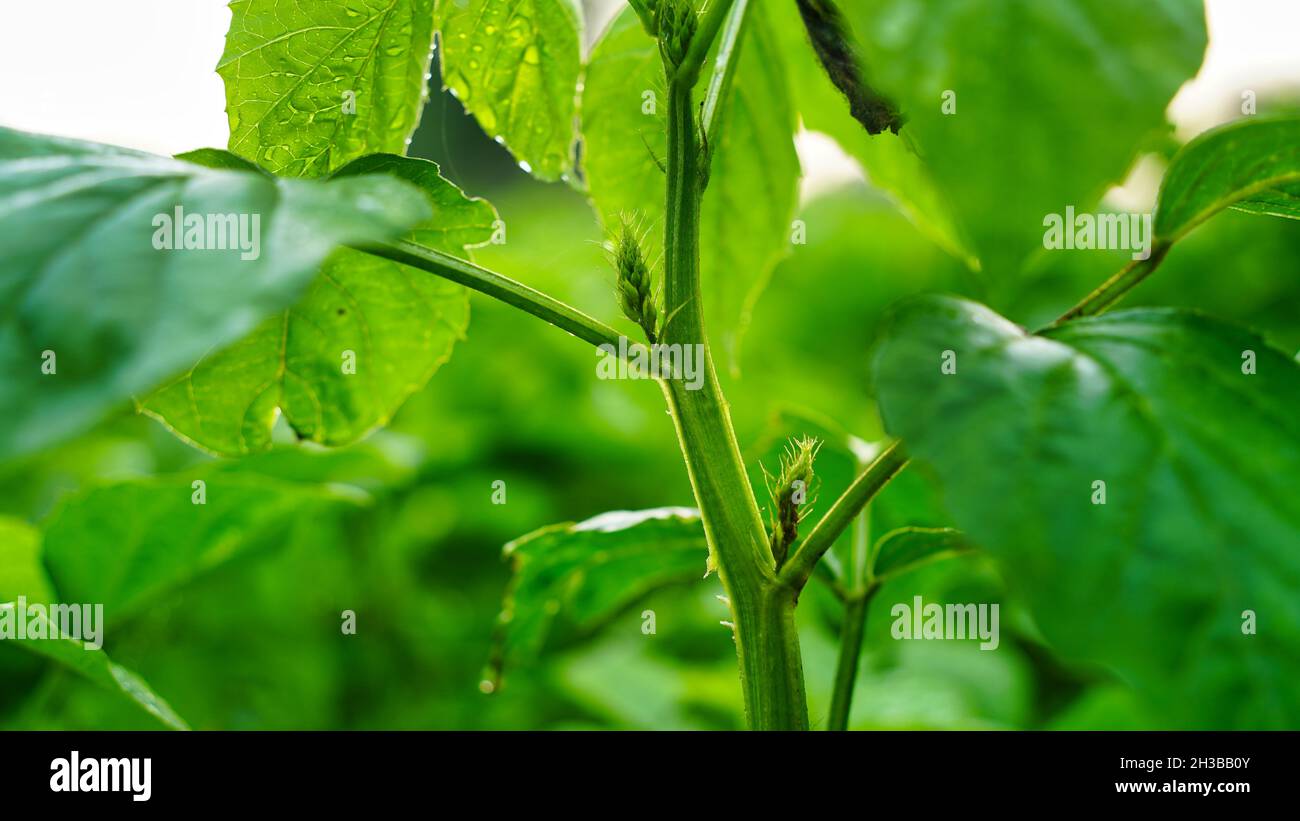 Lentil plant hi-res stock photography and images - Alamy