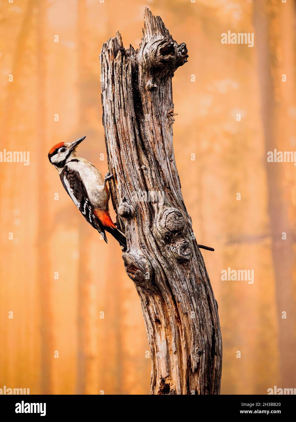 Great Spotted Woodpecker Scottish Borders, Hawick Stock Photo - Alamy
