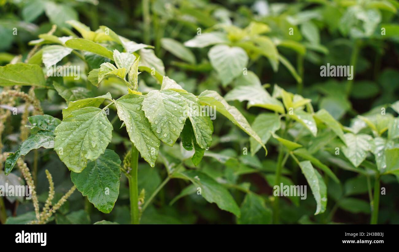 Aegle marmelos tree hi-res stock photography and images - Alamy