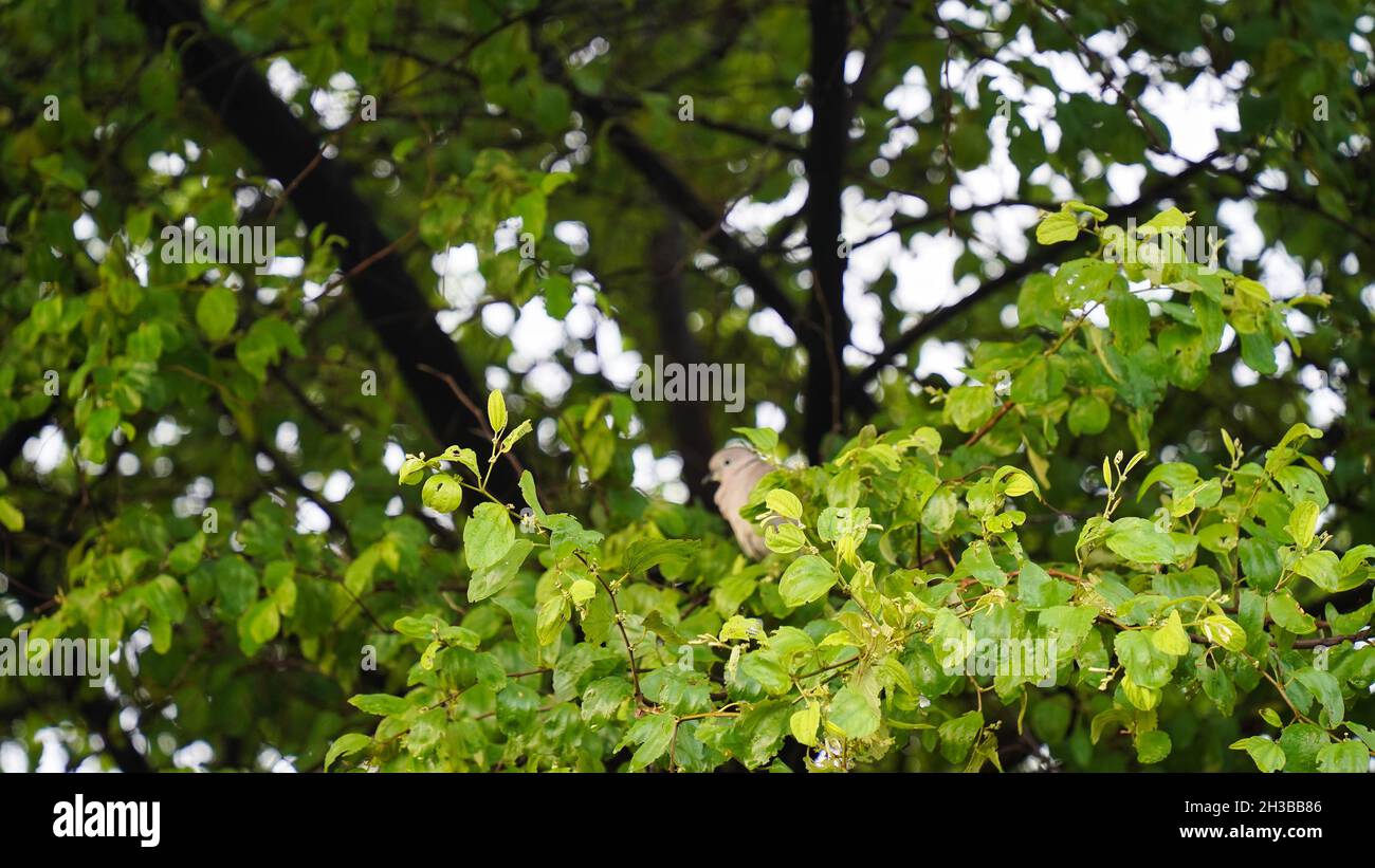 Bael tree hi-res stock photography and images - Alamy